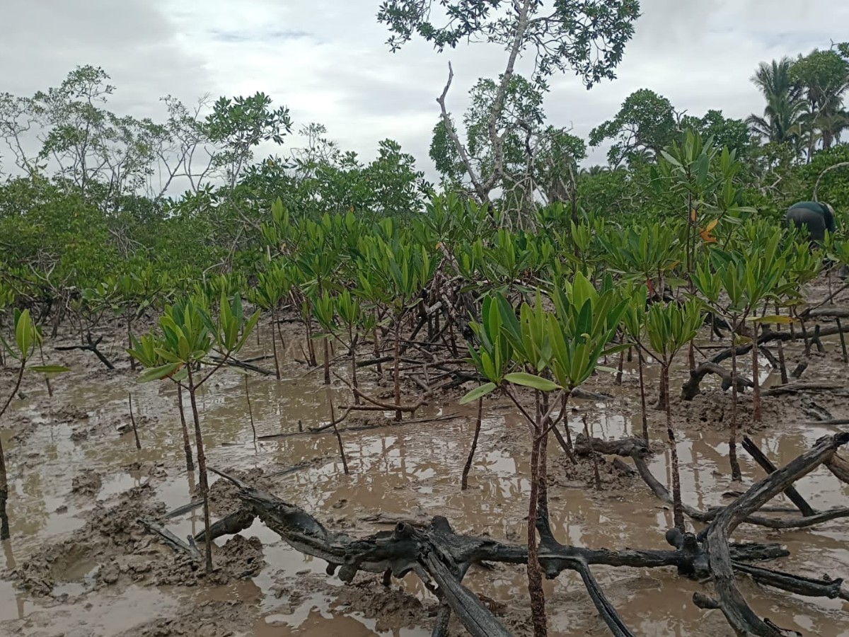 Brazil Alcantara Restoration: TGIG Projects.
