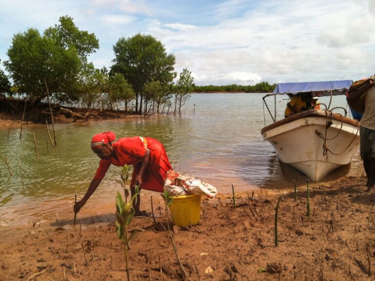 Madagascar Analamandreky Reforestation: TGIG Projects.